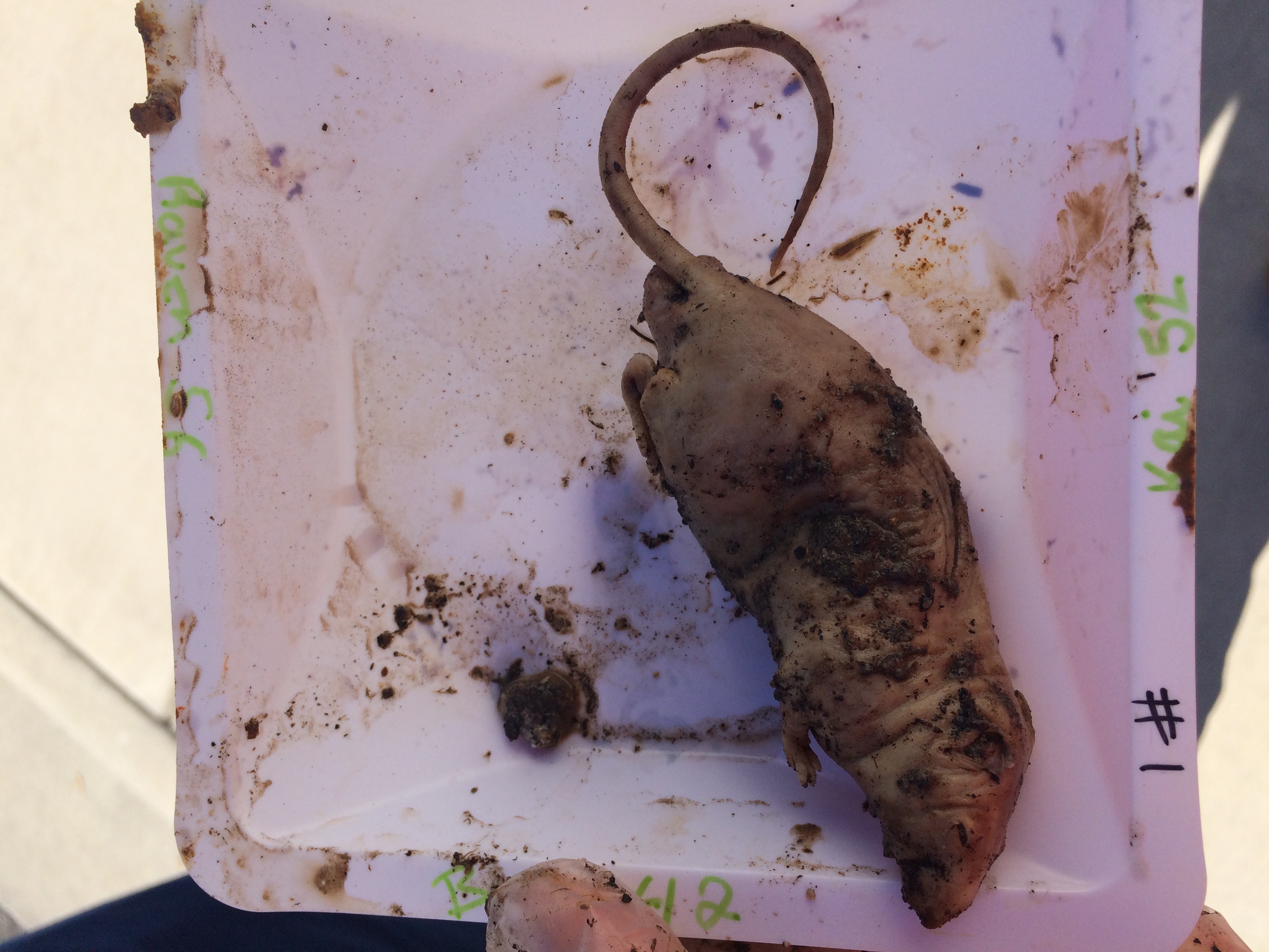 Mouse Decomposition Lab at emaze Presentation