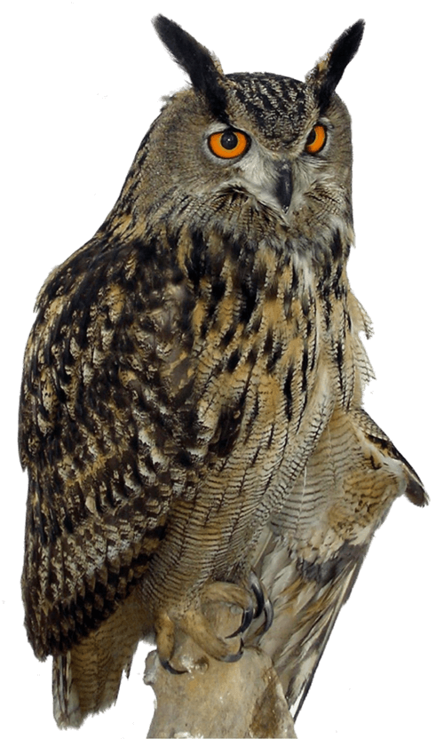 Macbeth animal imagery on emaze