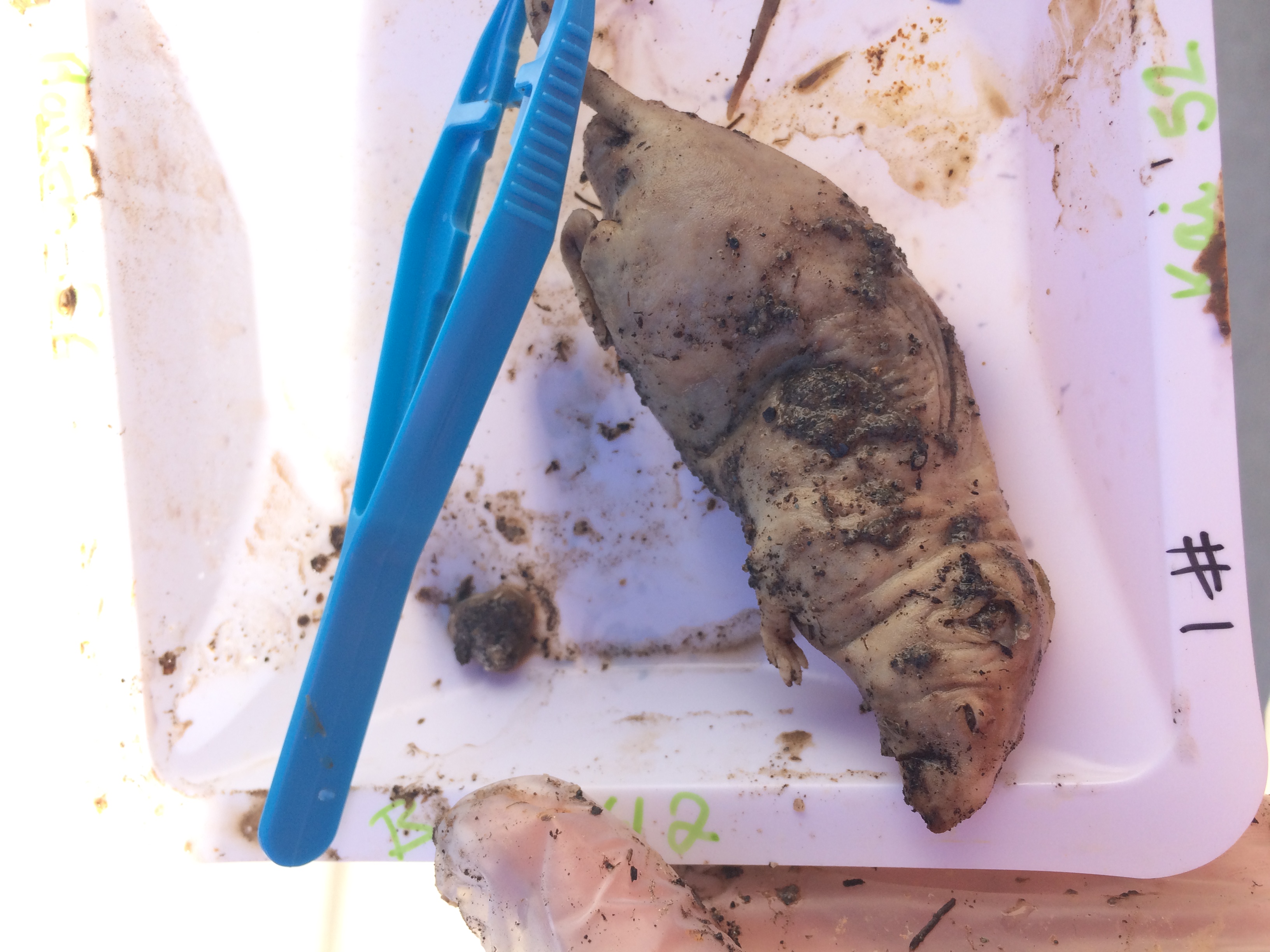 Mouse Decomposition Lab on emaze